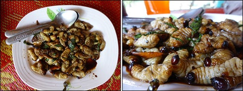 Entomophagy: Farming Palm Weevils for Food | Center for Invasive ...