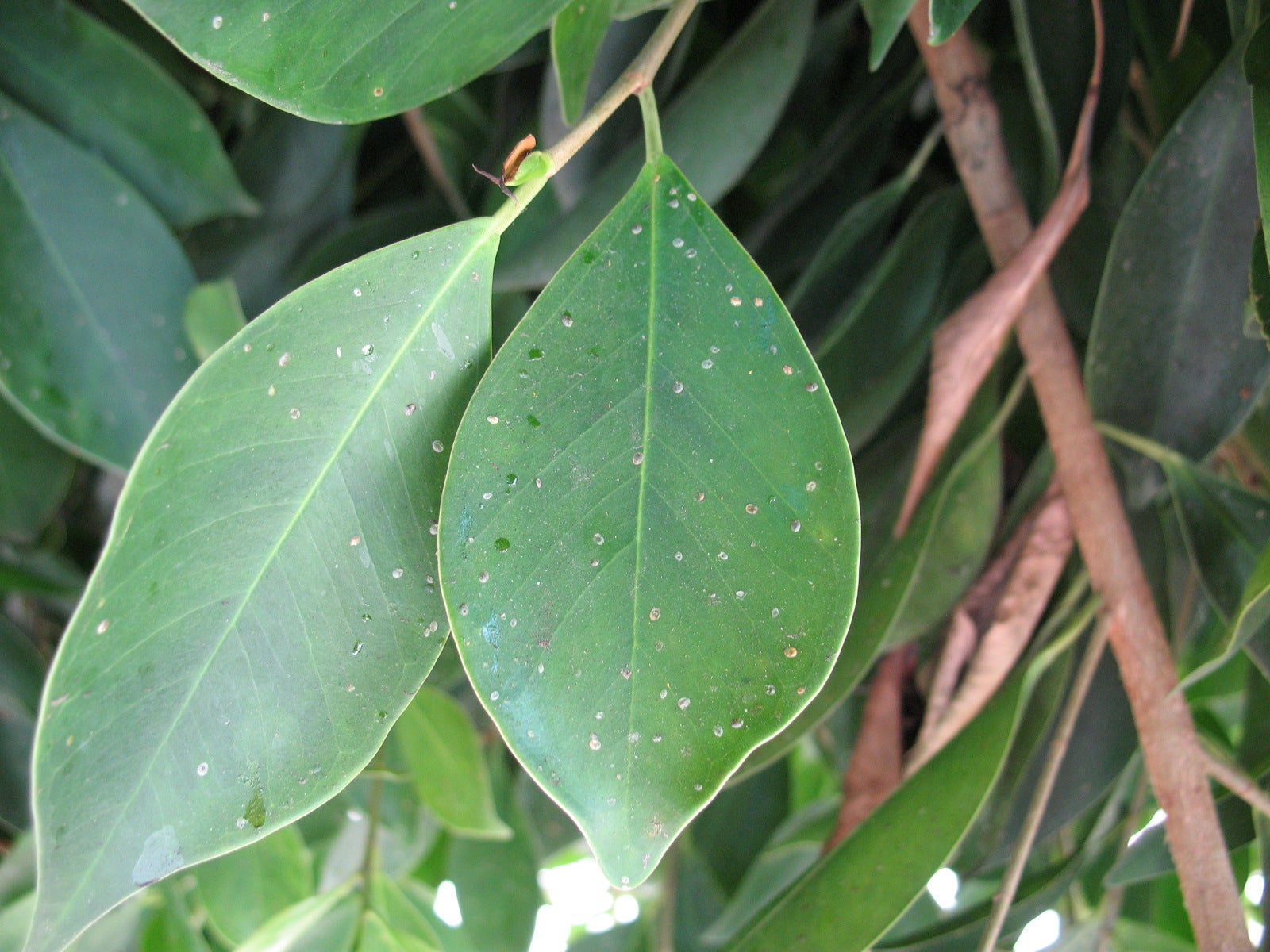 Ficus Whitefly | Center for Invasive Species Research