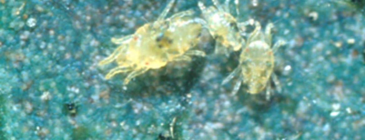 CISR: Persea Mites | Center for Invasive Species Research