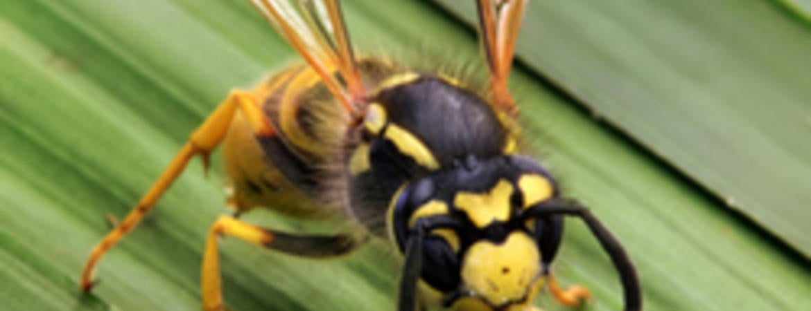 CISR: German Yellowjacket | Center for Invasive Species Research