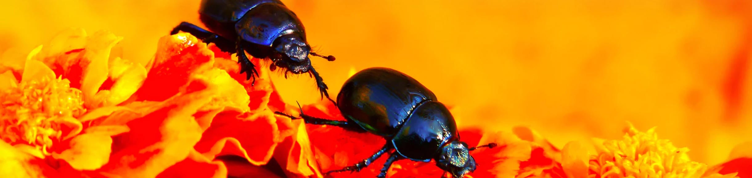 Beetles | Center for Invasive Species Research