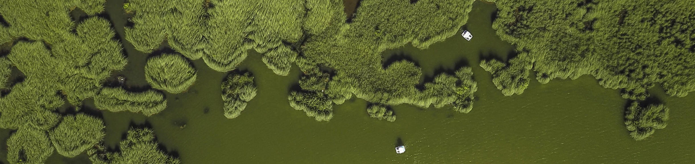 Aquatic Invasive Species | Center for Invasive Species Research