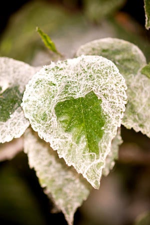 Damage | Center for Invasive Species Research