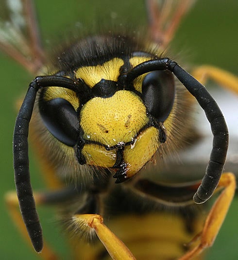 German Yellowjacket | Center for Invasive Species Research