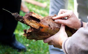 Red Palm Weevil damage from a cut palm frond | Center for Invasive ...