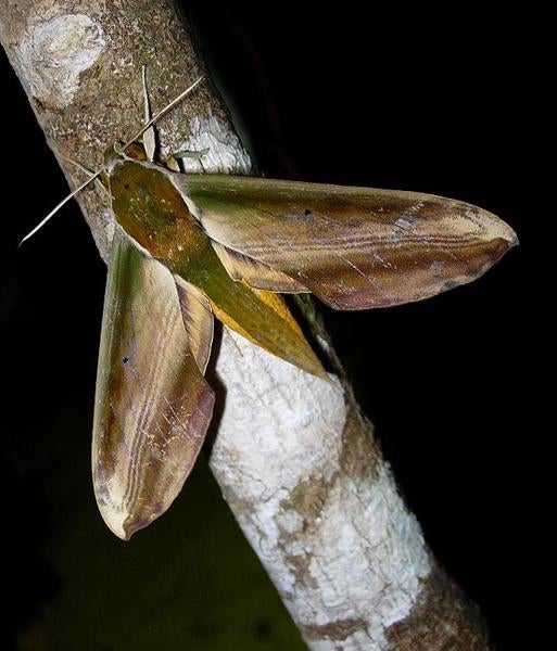 Hawk Moth | Center for Invasive Species Research