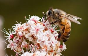 Africanized Honey Bee | Center for Invasive Species Research