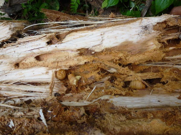 Red Palm Weevil larvae in a Nipa palm trunk | Center for Invasive ...