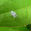Asian Wooly Hackberry Aphid | Center for Invasive Species Research
