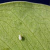 Ficus Whitefly | Center for Invasive Species Research