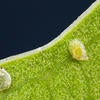 Ficus Whitefly | Center for Invasive Species Research