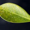 Ficus Whitefly | Center for Invasive Species Research