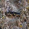 The Goldspotted Oak Borer | Center for Invasive Species Research