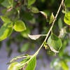 Ficus Whitefly | Center for Invasive Species Research