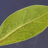 Ficus Whitefly | Center for Invasive Species Research