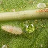 Ficus Whitefly | Center for Invasive Species Research