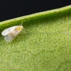 Ficus Whitefly | Center for Invasive Species Research