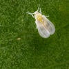 Ficus Whitefly | Center for Invasive Species Research