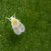 Ficus Whitefly | Center for Invasive Species Research