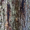 The Goldspotted Oak Borer | Center for Invasive Species Research