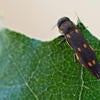 The Goldspotted Oak Borer | Center for Invasive Species Research