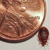Bed Bugs | Center for Invasive Species Research