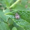 Brown Marmorated Stink Bug | Center for Invasive Species Research