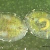 Ficus Whitefly | Center for Invasive Species Research