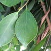Ficus Whitefly | Center for Invasive Species Research