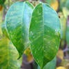 Ficus Whitefly | Center for Invasive Species Research