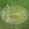 Ficus Whitefly | Center for Invasive Species Research