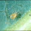Persea Mite | Center for Invasive Species Research