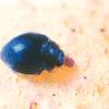 Persea Mite | Center for Invasive Species Research