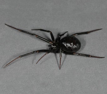 European Spider | Center for Invasive Species Research