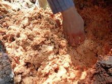 Entomophagy: Collecting and Eating Red Palm Weevil Larvae from Nipa ...