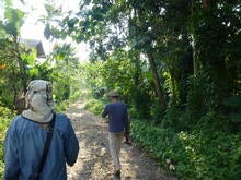Entomophagy: Collecting and Eating Red Palm Weevil Larvae from Nipa ...